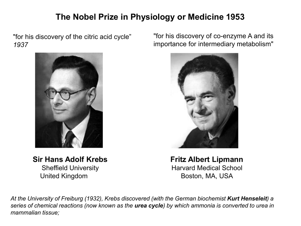 Presentazione di PowerPoint